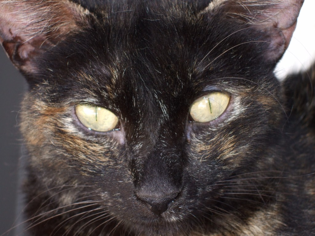 PROYECTO GATO: Rasta